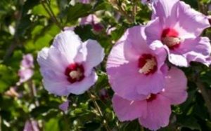 La rosa de Sarón como expresión de la resiliencia y potencia de la vida ...